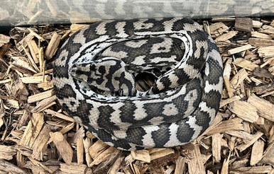 Pure Coastal Axanthic Carpet Python