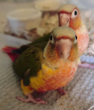 High Red Pineapple Green Cheek Conure