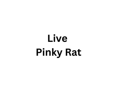Live Pinky Rat