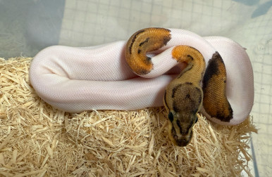 Pinstripe Pied Ball Python