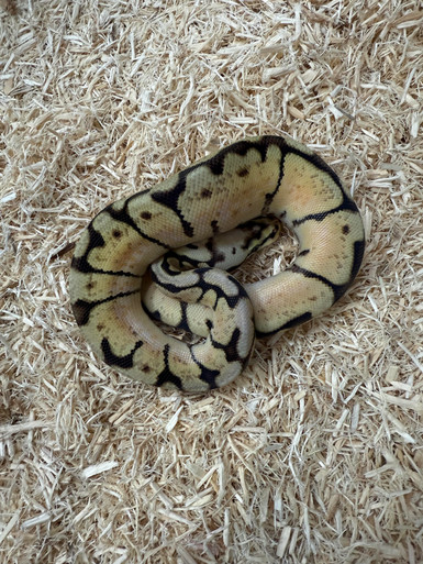 Bumblebee Het Pied Ball Python