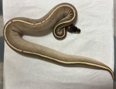 Mystic Potion Ball Python