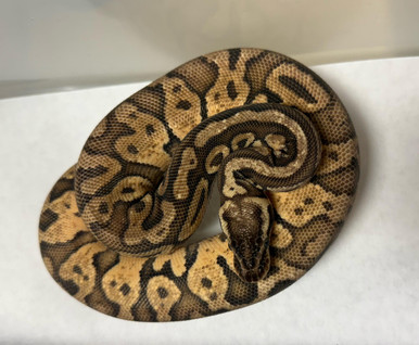 Super Pastel Yellow Belly Ball Python