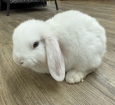 Mini Lop Mix Rabbit