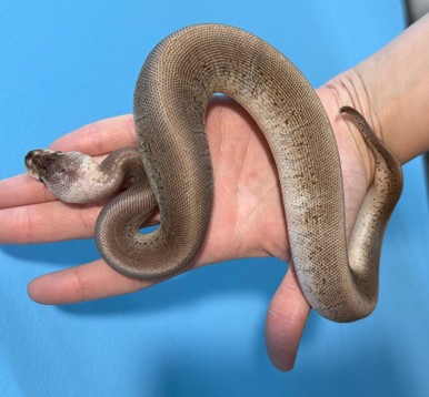 Pewter Pinstripe Confusion Ball Python