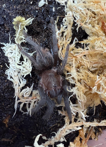 Mexican Red Rump Tarantula