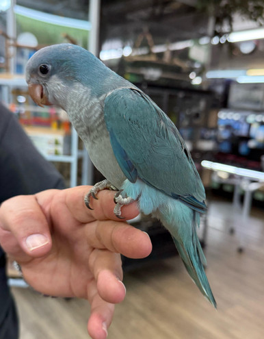 Blue Quaker