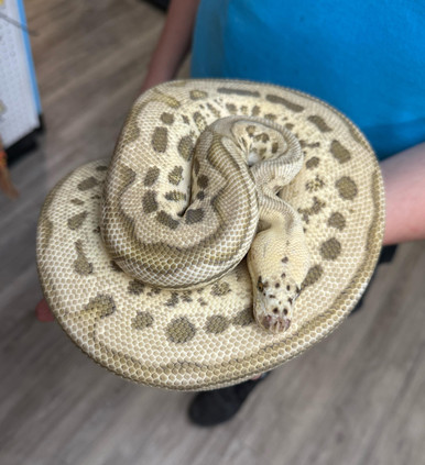 Pastel Fire Leopard Clown Ball Python
