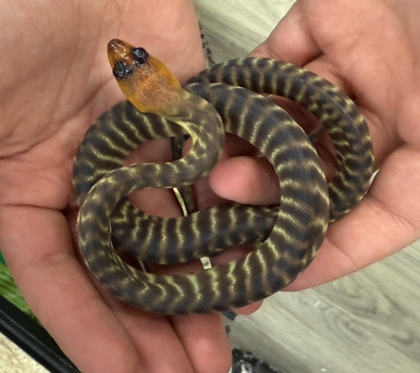 Woma Python