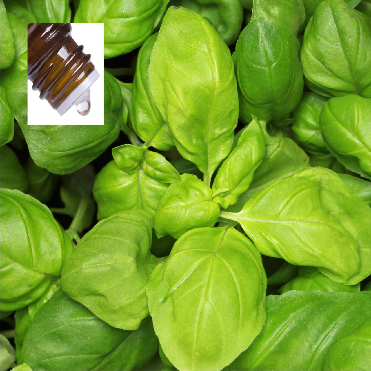 Basil Sweet Pure Essential Oil - sootheyoursoul.com