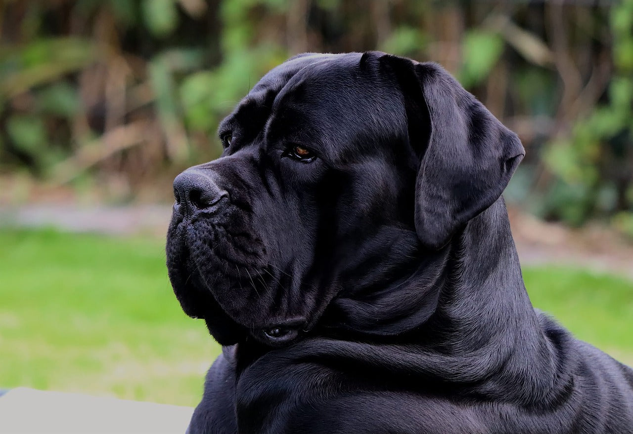 Cane Corso: A Majestic and Powerful Guardian Breed - Pawprints.net