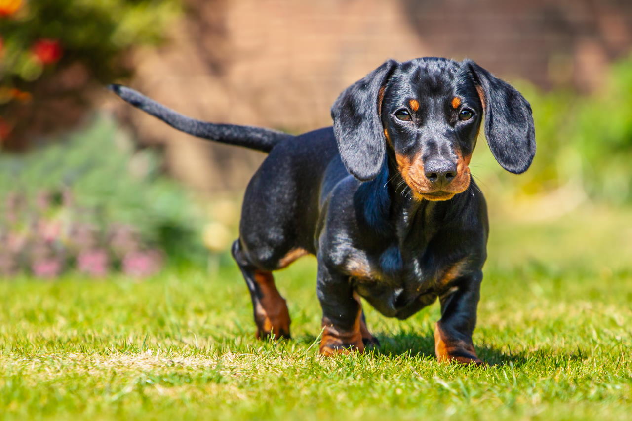 Dachshund Dog Breed: Characteristics, Appearance, Personality, Habits ...