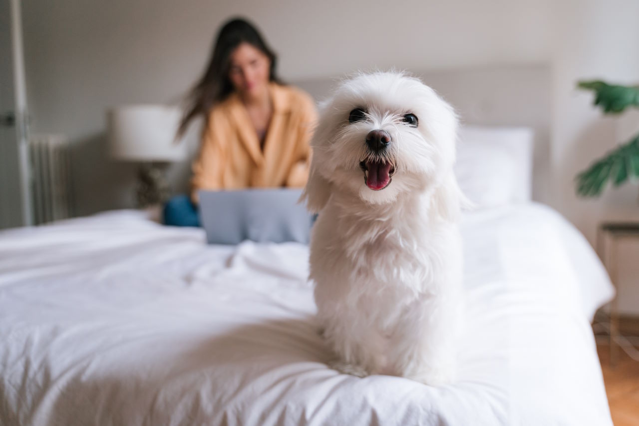The Maltese Dog Breed: Characteristics, Personality, Habits, and More ...