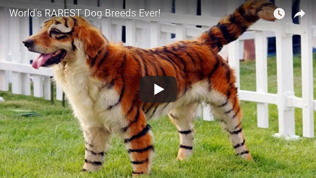 World's RAREST Dog Breeds Ever! - Pawprints.net