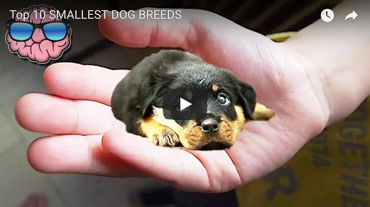 List of the Top 10 SMALLEST Dog Breeds - Pawprints.net