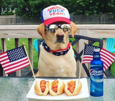 27 Hilarious Memes of Dogs Wearing Hats - Pawprints.net