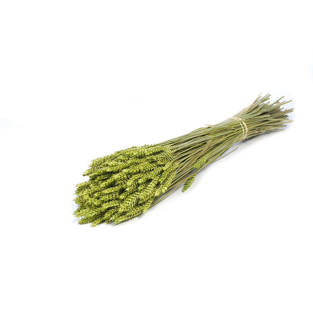 Dried Bunch Dyed Tarwe Wheat 60cm/24 Inches Various Colours