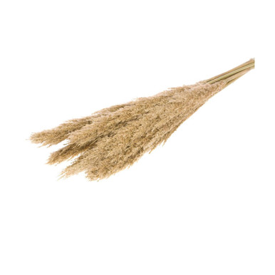 Bunch of Dried Natural Spanish Cane Pampas Grass 115cm/45 Inches