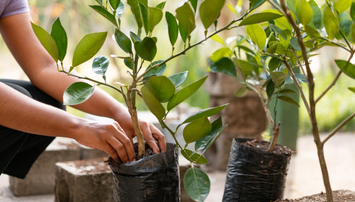 ANNOUNCING: NEW PARTNERSHIP WITH TREEAPP - Red Stag Materials