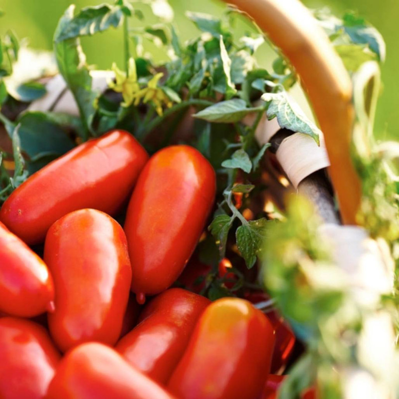 San Marzano Tomatoes Dop By Italianavera