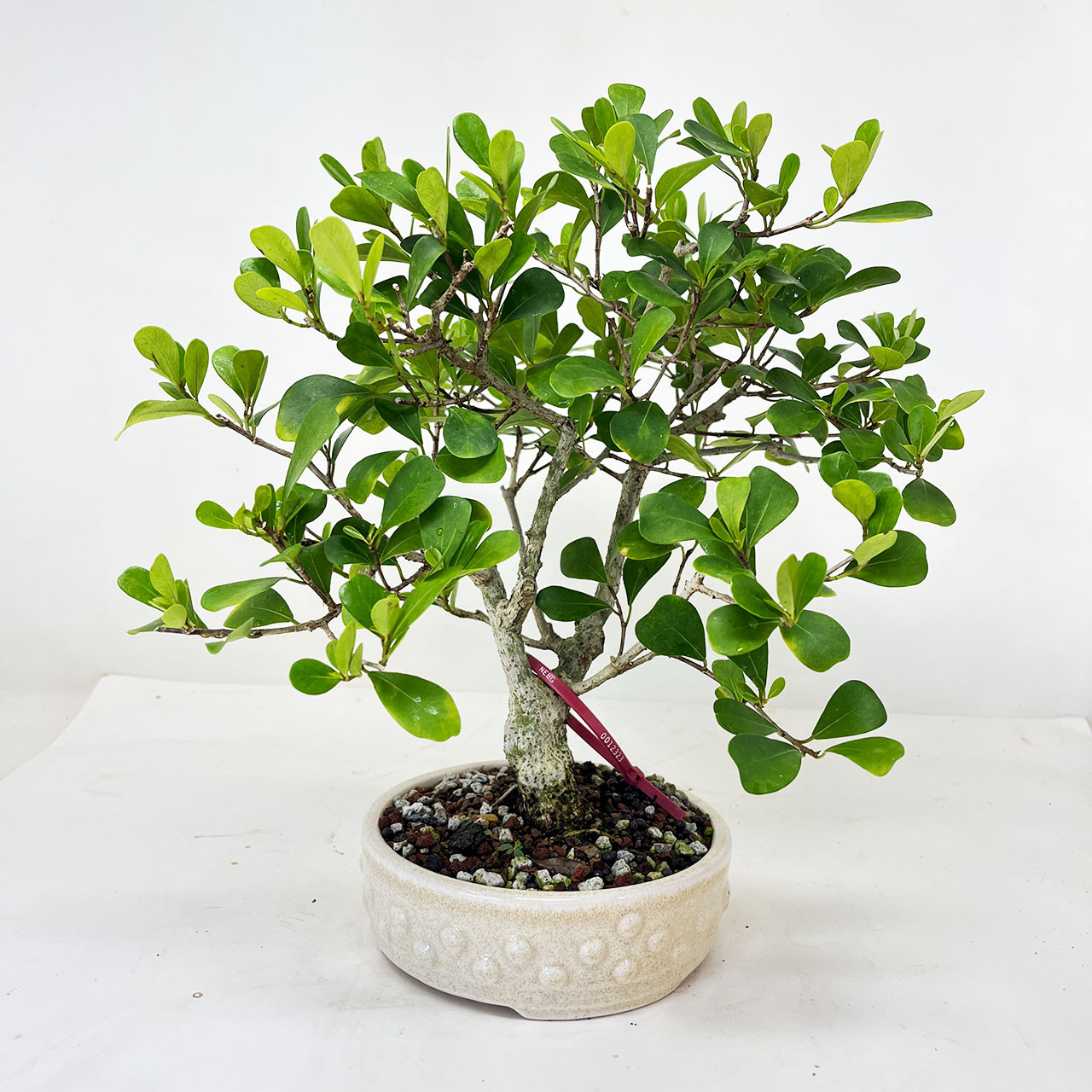 Box Leaf Ficus Bonsai Tree No 12323 At Bonsai Outlet
