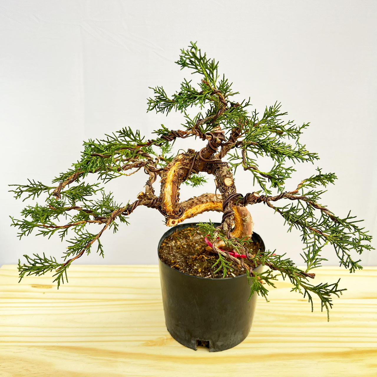 Styled Shimpaku 'kishu' in a Plastic Grow Pot (No. 18816)