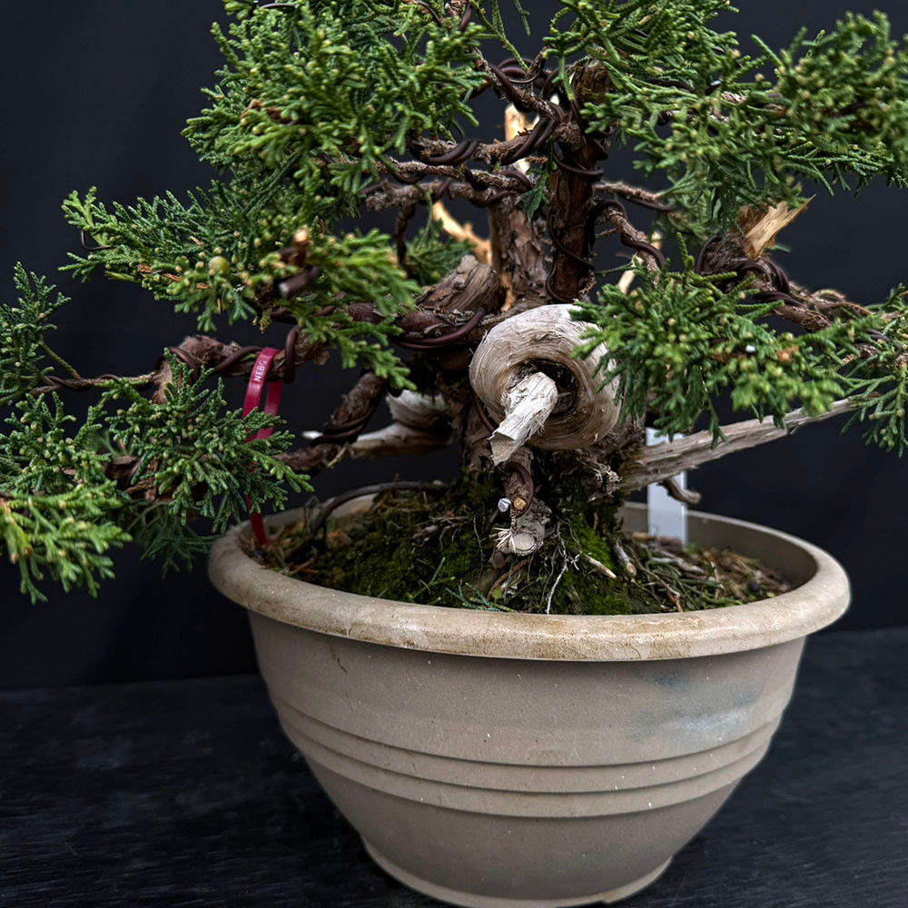 Shohin-Size Shimpaku ‘Kishu’ Bonsai – Styled by Peter Olson No. 15568