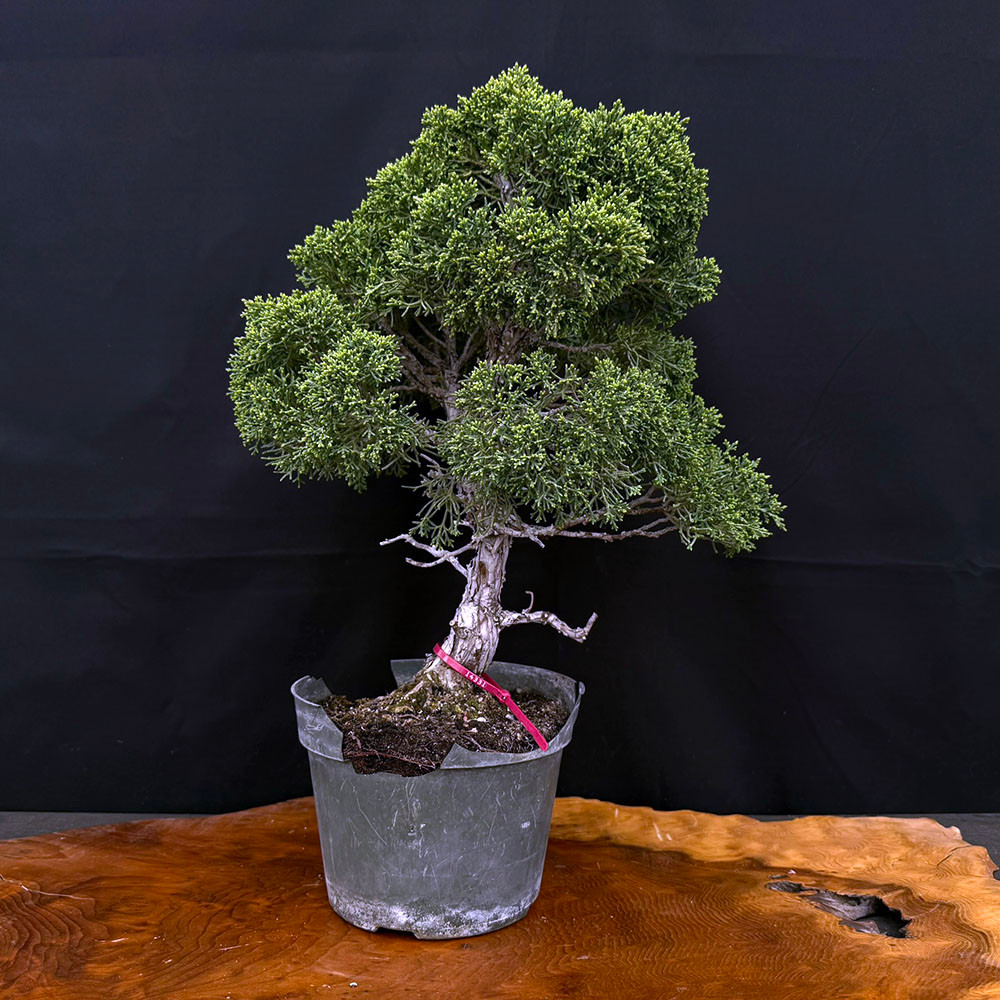 Old and Rare Mas Ishii Shimpaku Bonsai – A Timeless Masterpiece No. 14331