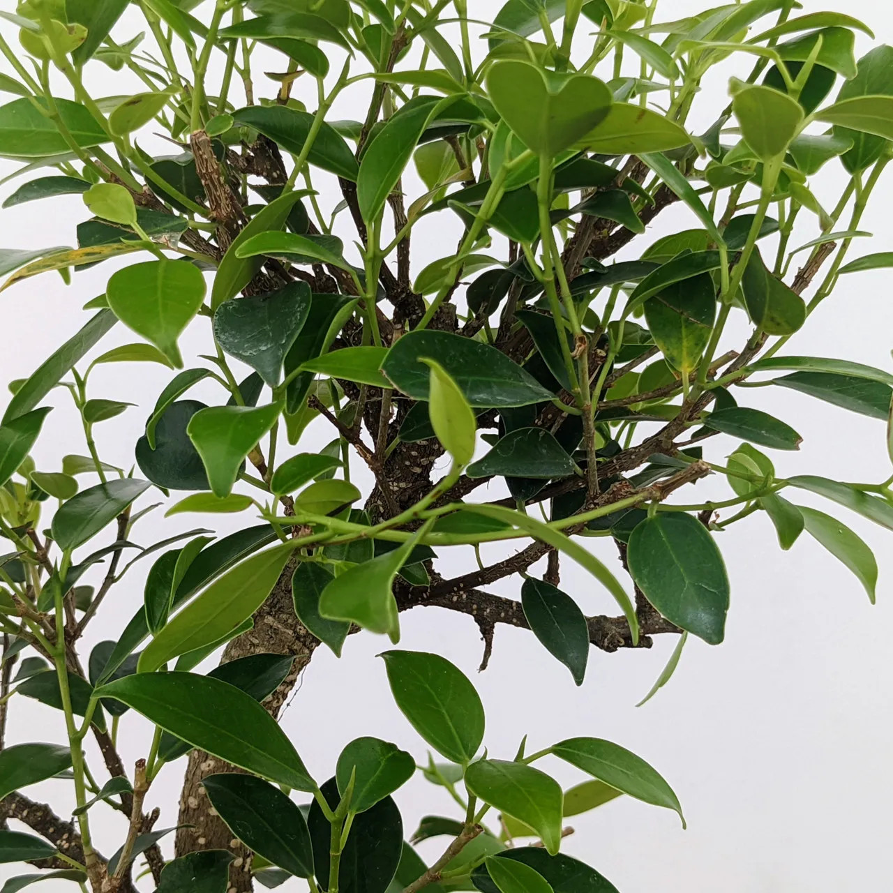 Imported S-Curve Trunk Tiger Bark Ficus - Named for Its Bark