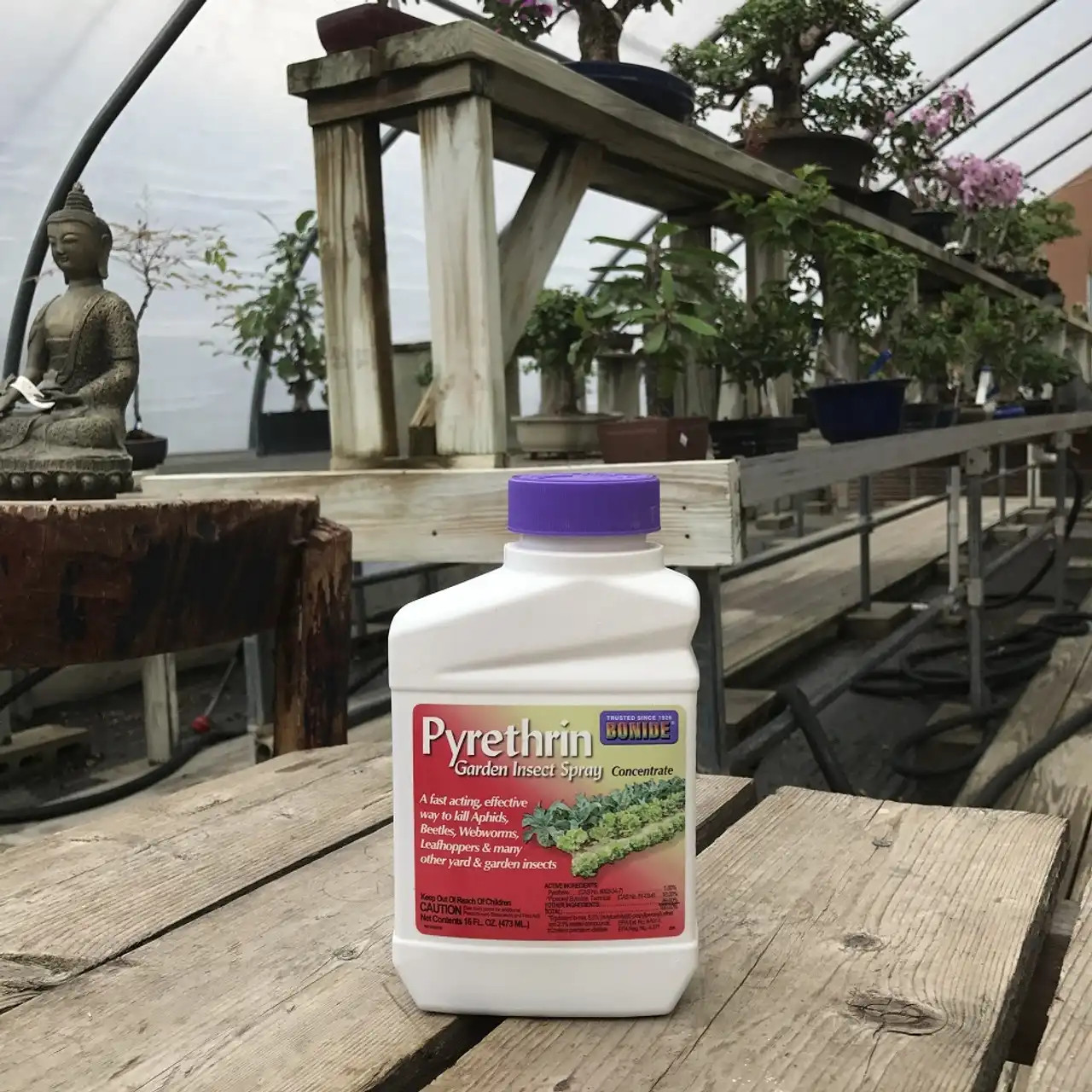Pyrethrin Concentrate: Garden Insect Spray at Bonsai Outlet