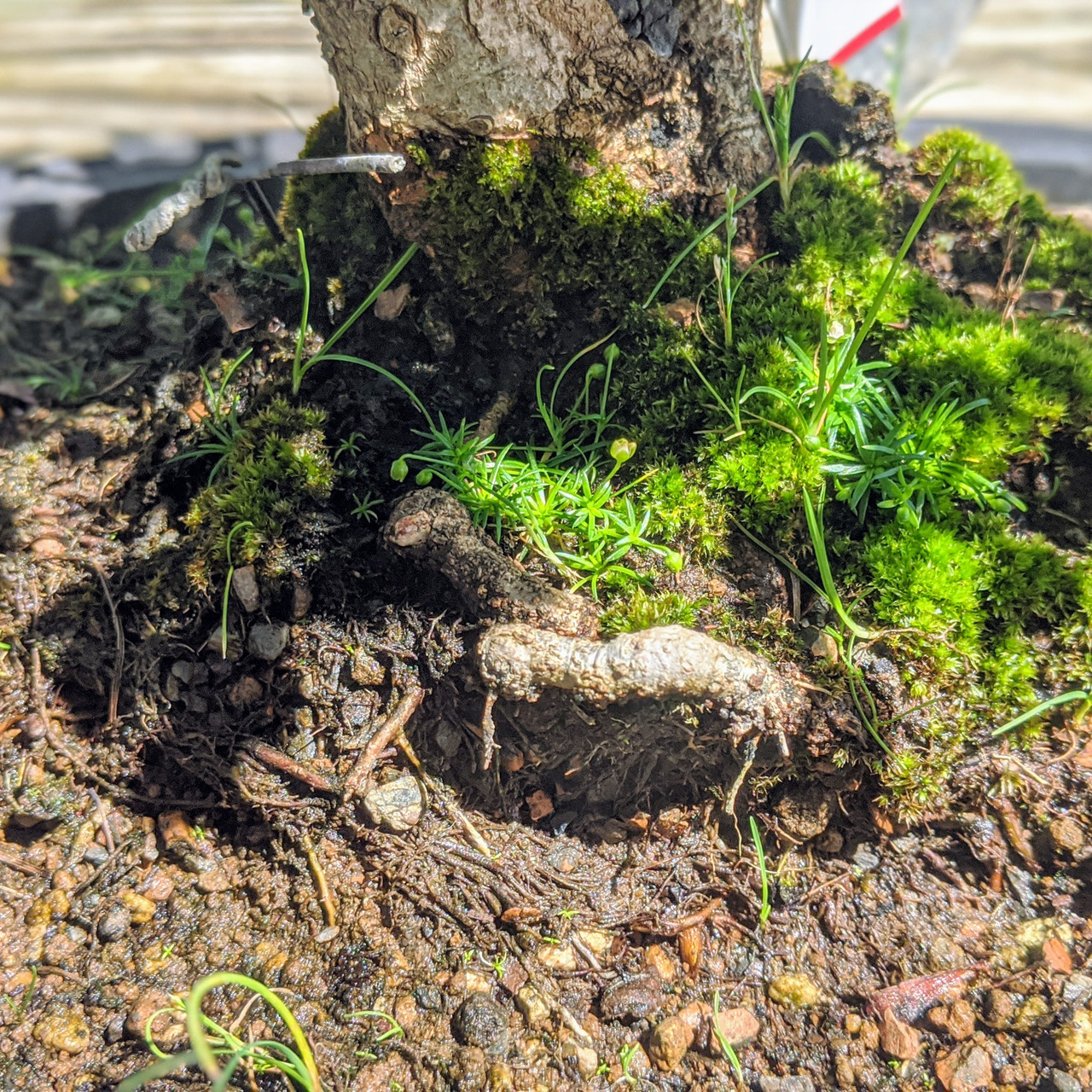 Root Over Rock Maple (WEB3940) - Bonsai Outlet