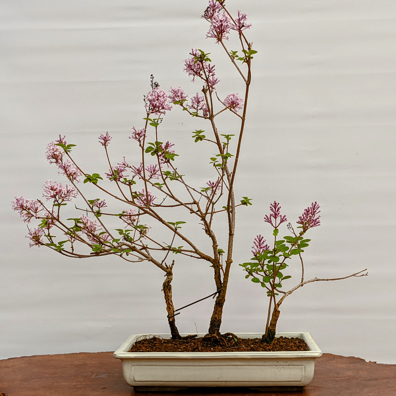 dwarf tree lilac