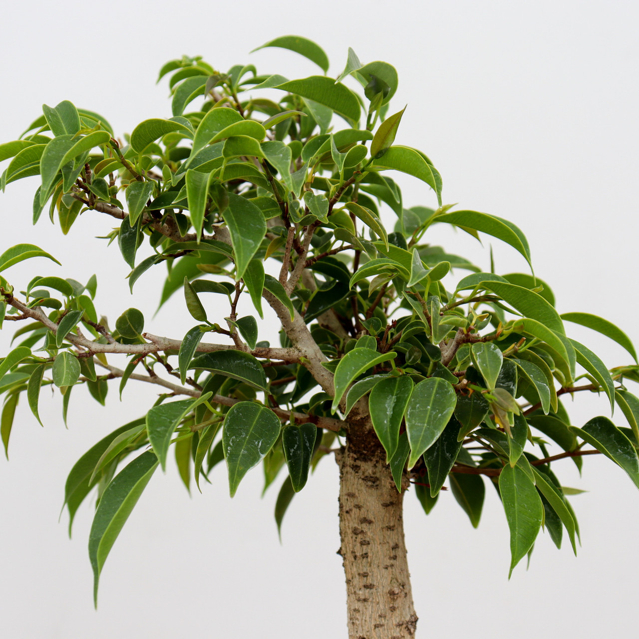 Funky Ficus benjamina var. "Wiandi" in a Yixing Pot (No. 8043)
