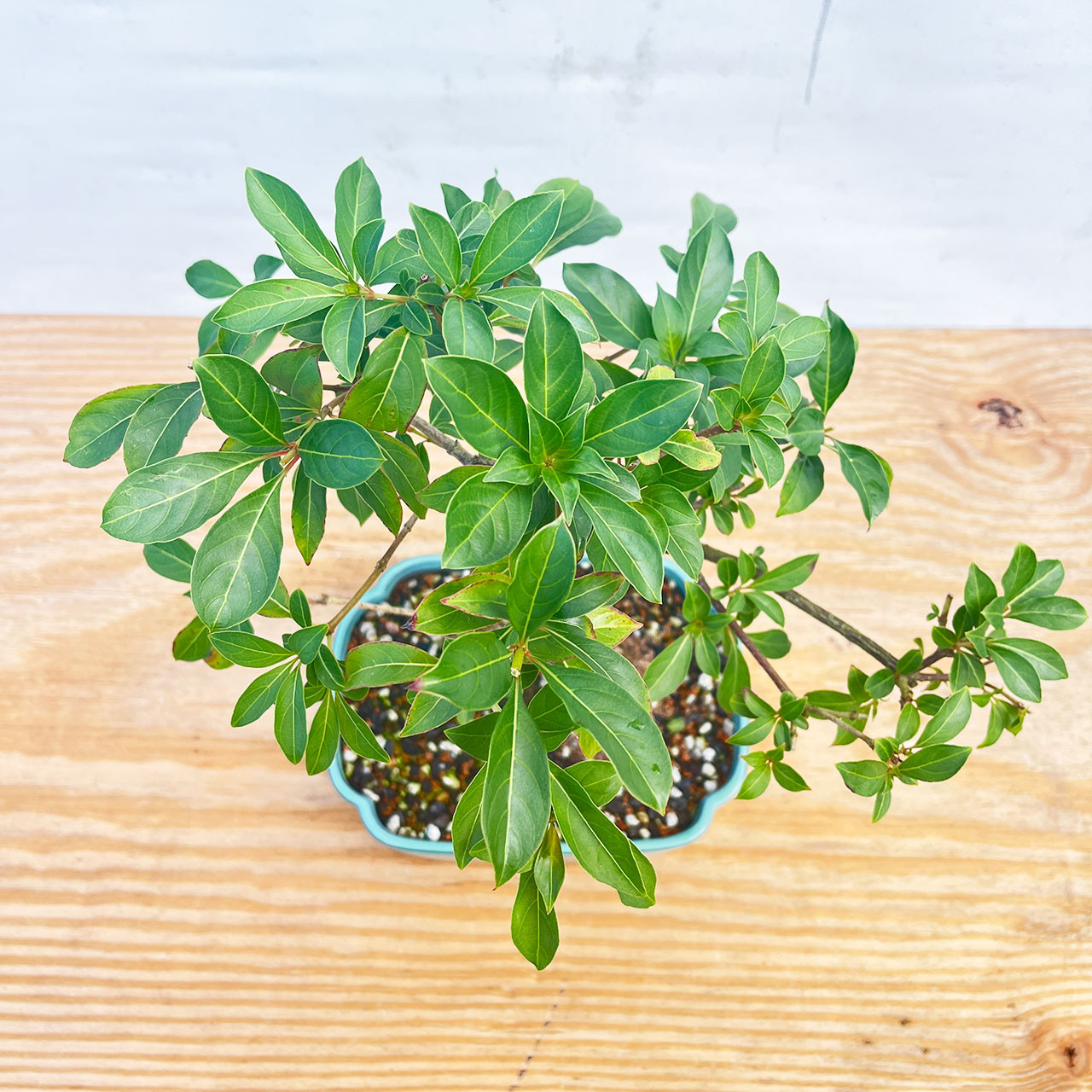 Flowering Firecracker Bonsai Tree (1346) at Bonsai Outlet