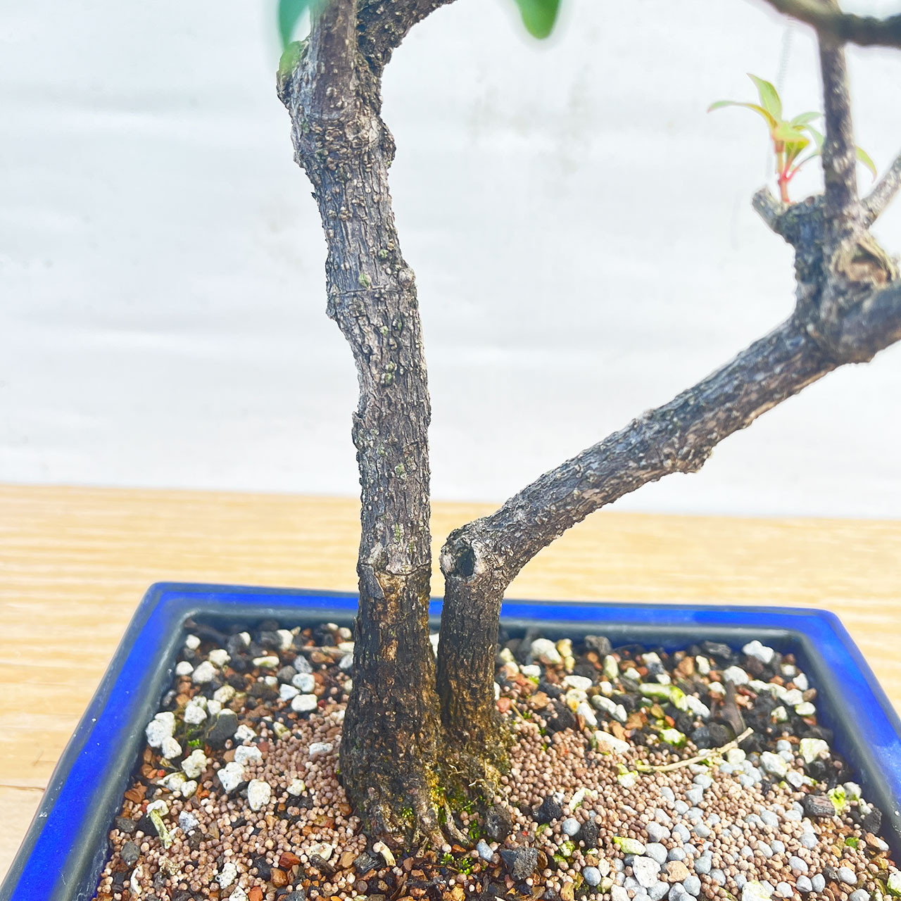 Flowering Firecracker Bonsai Tree (1347) at Bonsai Outlet