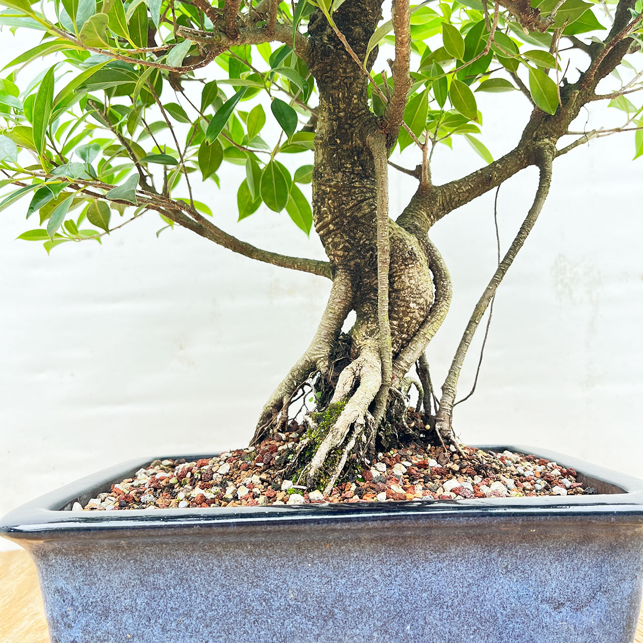 Tiger Bark Ficus Bonsai Tree | Bonsai Outlet | N0. 1366