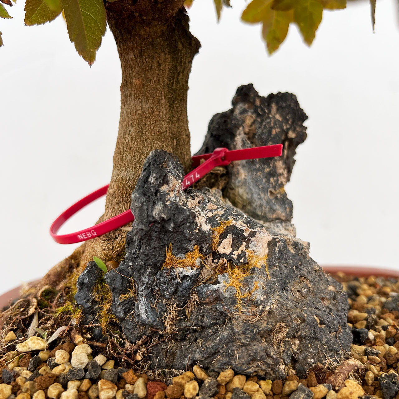 Root-Over-Rock Trident Maple Bonsai Tree (No. 12474) at BonsaiOutlet.com