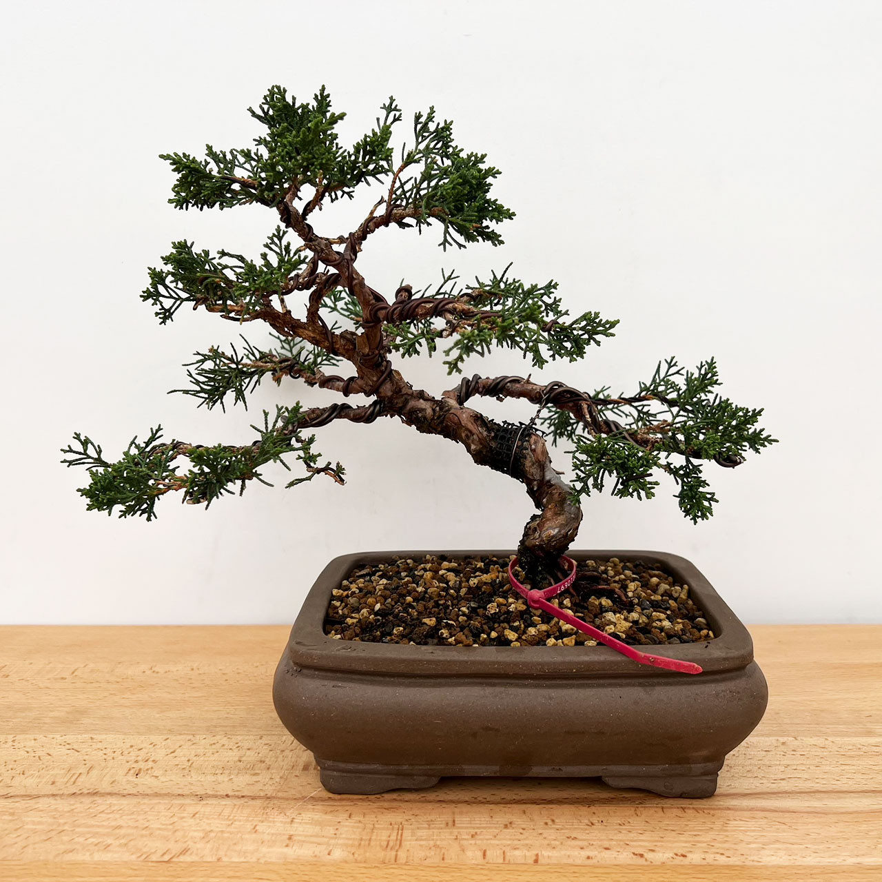 Twisted and Styled 'kishu' Shimpaku Juniper (No. 10697)