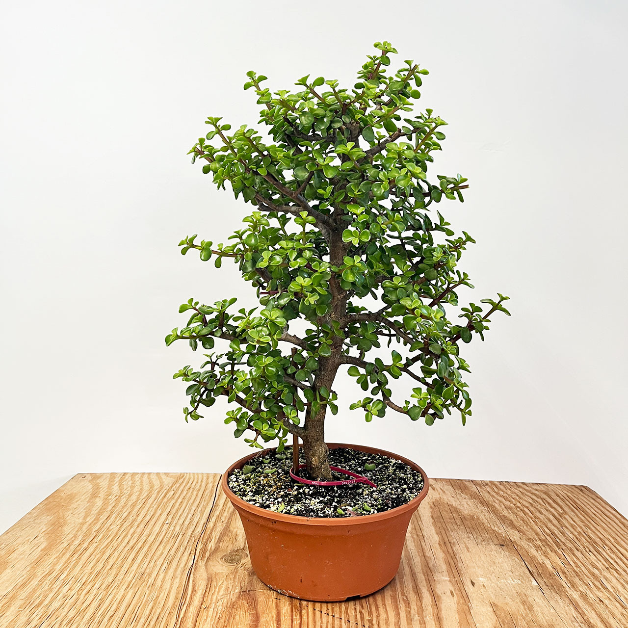 Mini Jade, Portulacaria afra, Bonsai Tree | Bonsai Outlet | N0. 13079