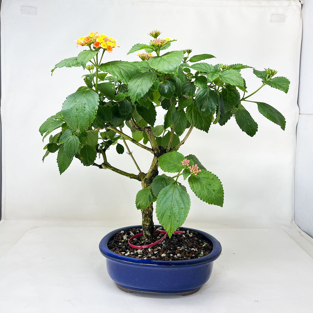 Flowering Lantana Bonsai Tree | Bonsai Outlet | N0. 13488