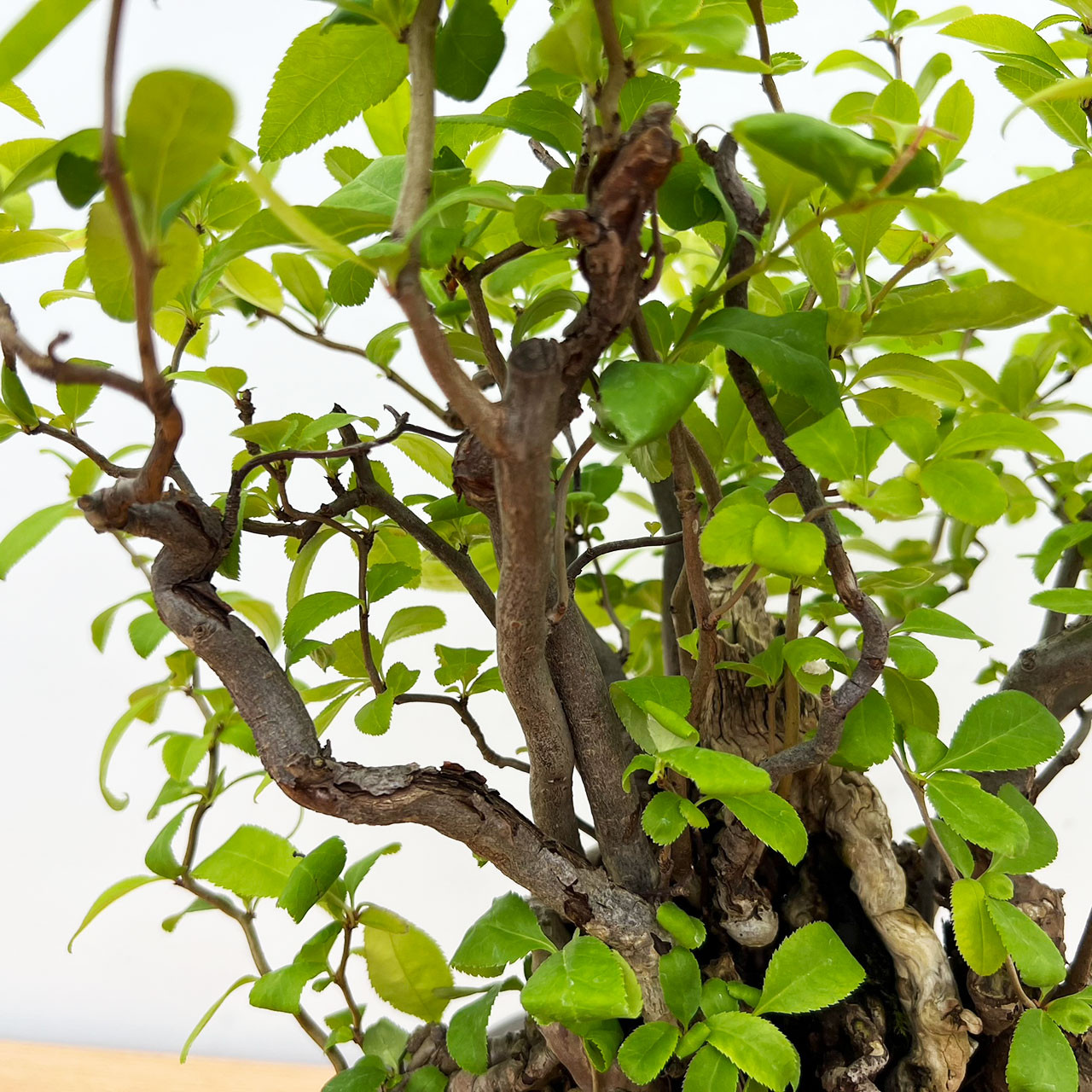 Contorted Quince Bonsai Tree (No. TS-40)