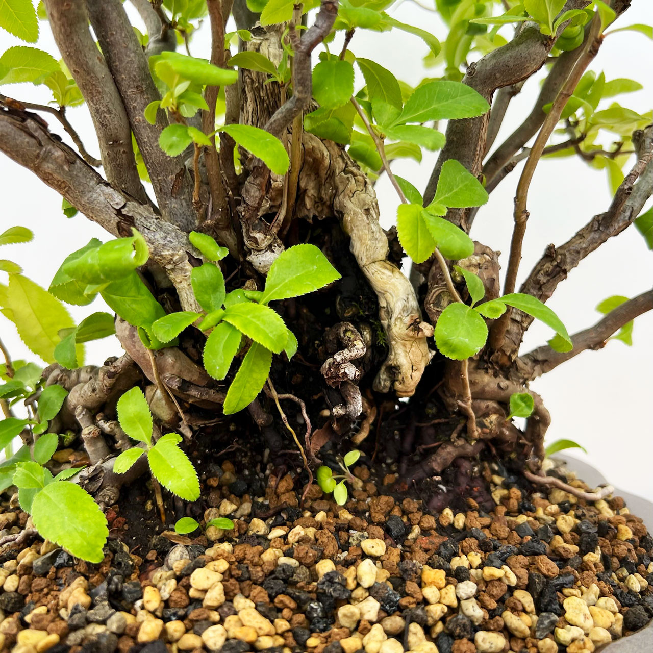 Contorted Quince Bonsai Tree (No. TS-40)