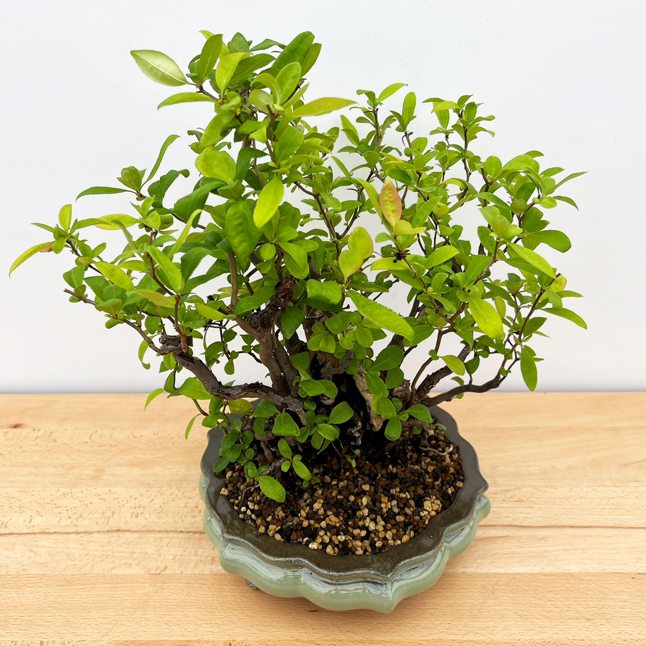 Contorted Quince Bonsai Tree (No. TS-40)