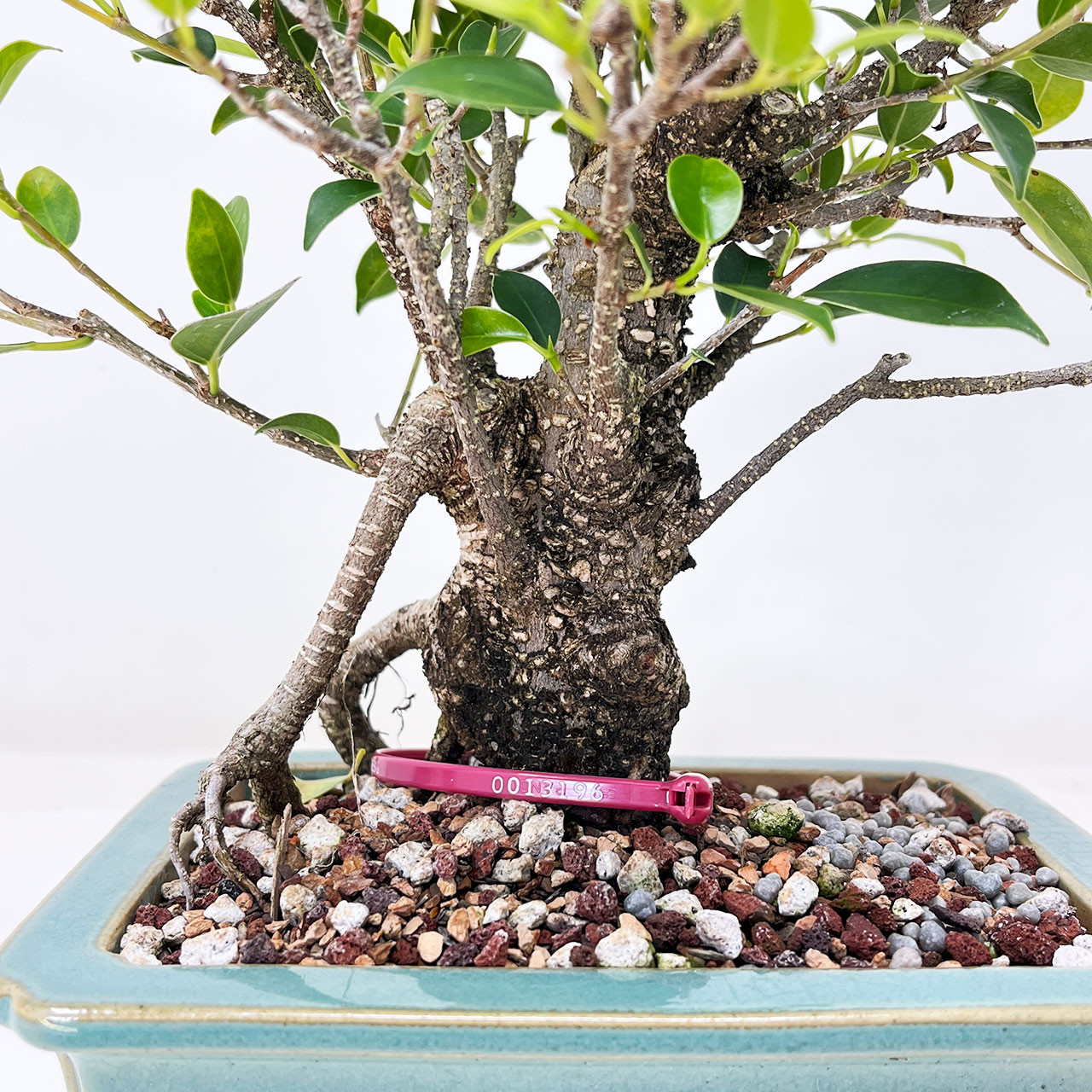 Imported Broom Style Tiger Bark Ficus with Air Roots, in a Yixing ...