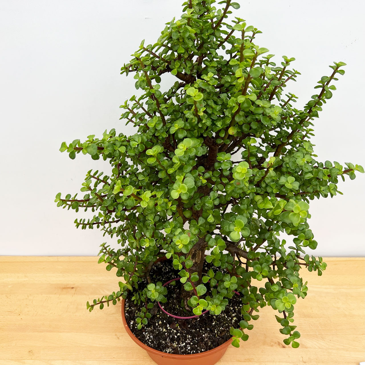 Meaty Trunk Mini Jade 'Portulacaria afra' in an 10" Grow Pot (No. 13215)