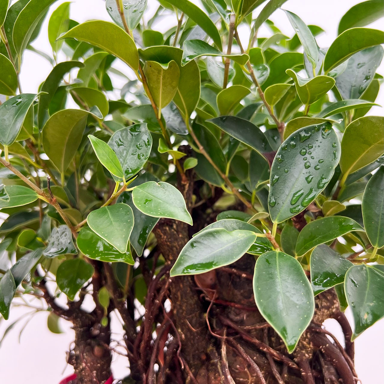 Very Unique Ficus Microcarpa 'Ginseng' forest in Glazed Ceramic Pot (No ...