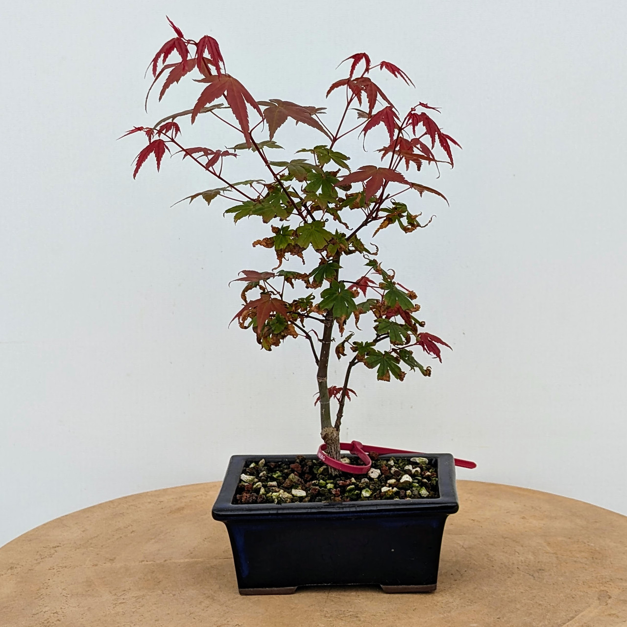 Deshojo Maple in a Glazed Japanese Pot (No. 18254)