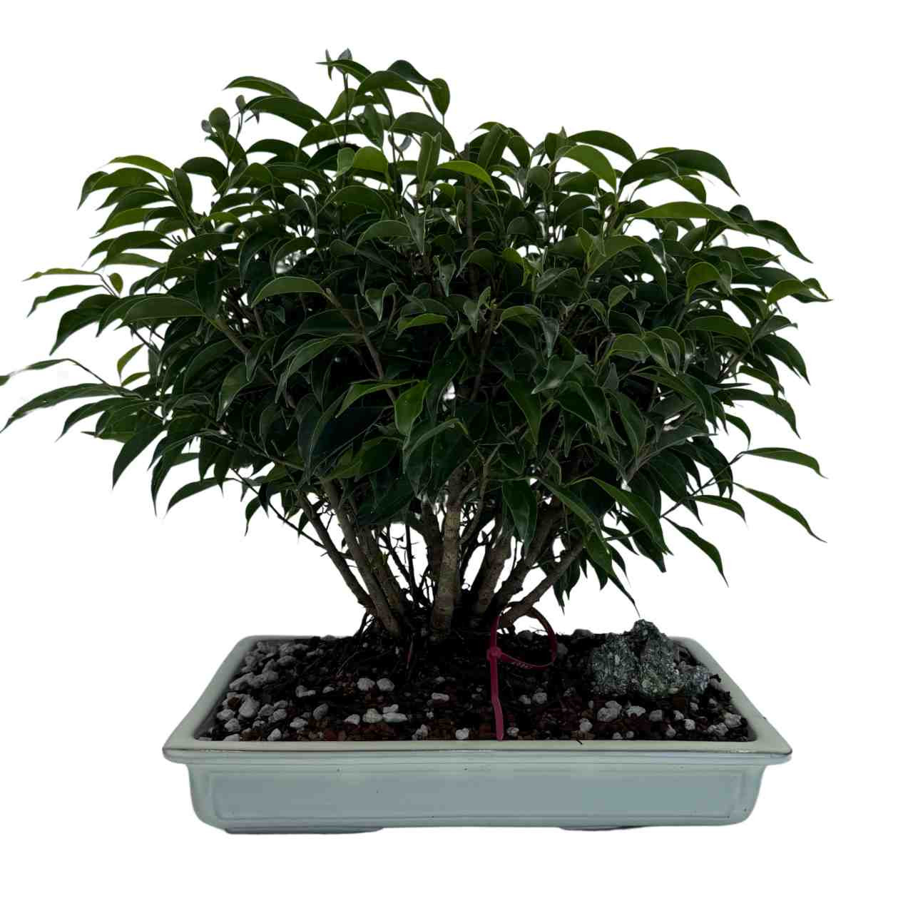 Clump Style Oriental Ficus in a Glazed Japanese Ceramic Pot (No. 19807 ...