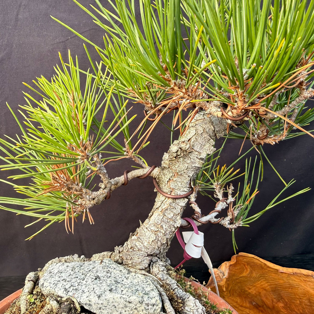 20 Year Old Exposed Root Gerald Rainville Japanese Black Pine No. 15392