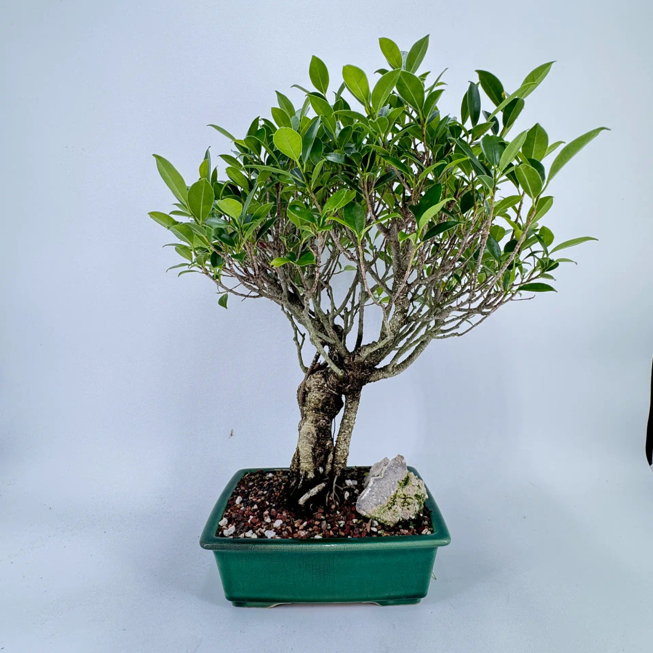 Funky Imported Tiger Bark Ficus in a Glazed Yixing Pot (No. 19522 ...